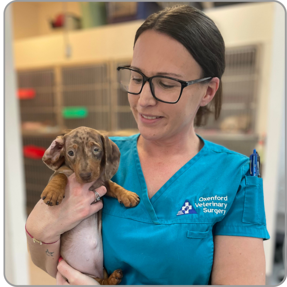 About Oxenford Veterinary Surgery - Friendly & Expert Staff